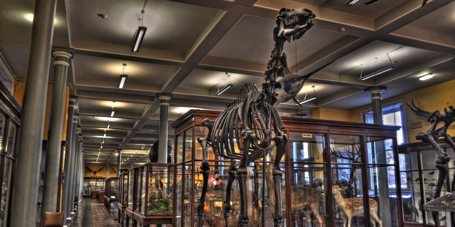 Natural History Museum | Where To Go In Dublin | Spencer Hotel