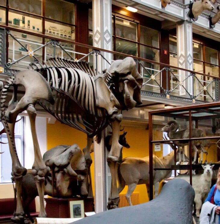 Natural History Museum | Where To Go In Dublin | Spencer Hotel