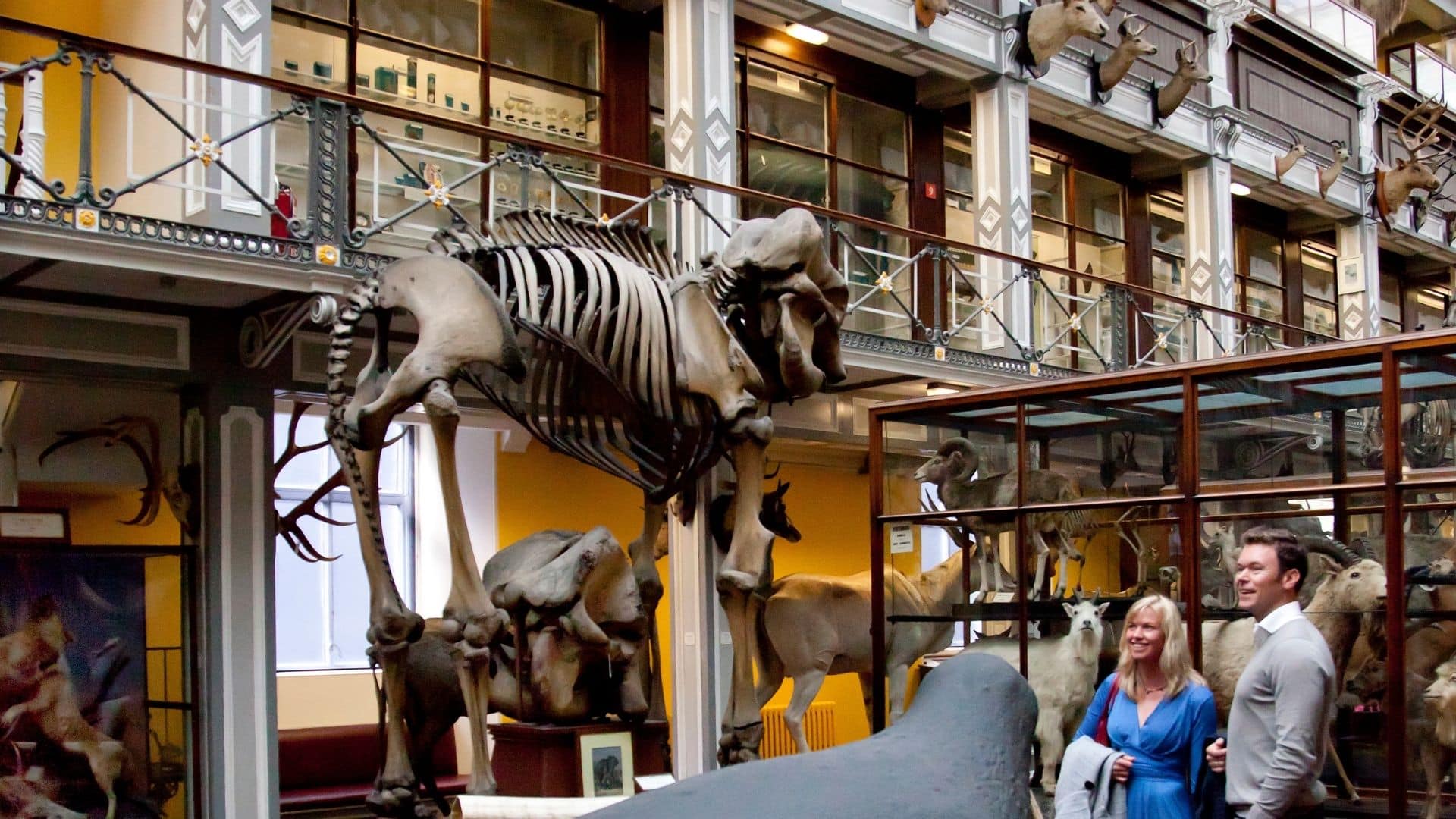 Natural History Museum | Where To Go In Dublin | Spencer Hotel